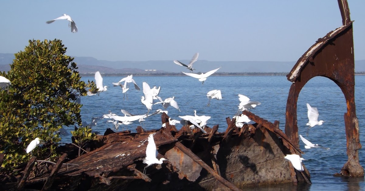 Little Darwin: ROYAL PHOTO ALBUM