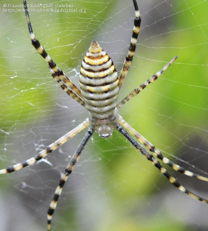 Argentina nativa: Argiope trifasciata