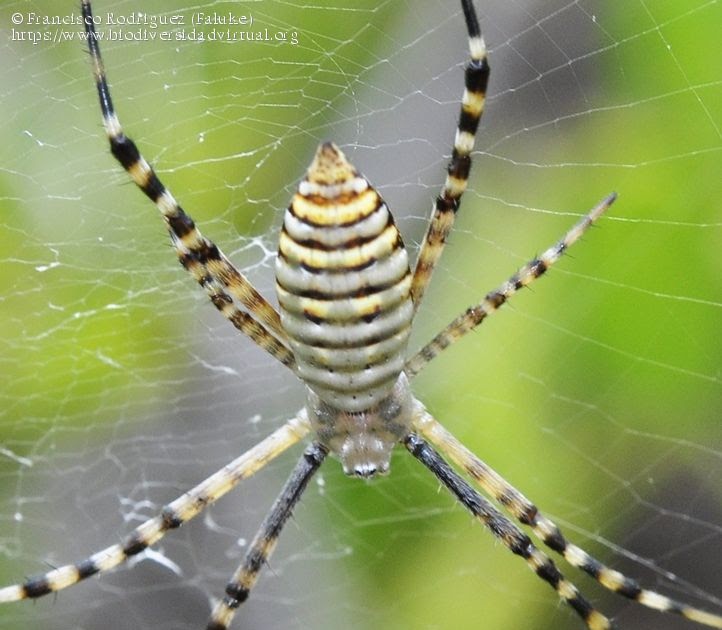 Argentina nativa: Argiope trifasciata