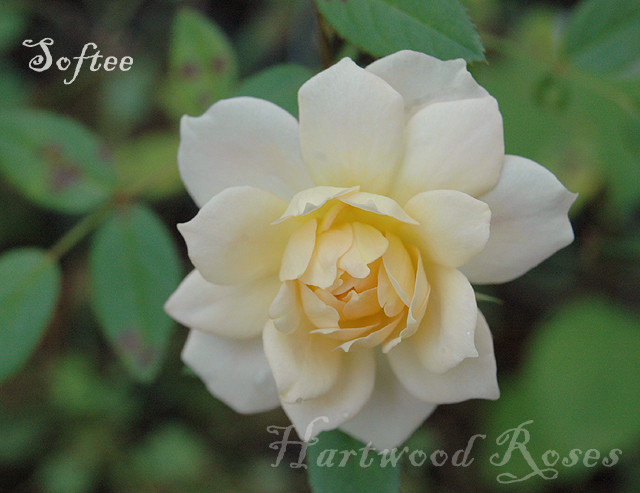 Hartwood Roses: A Very Special Visitor