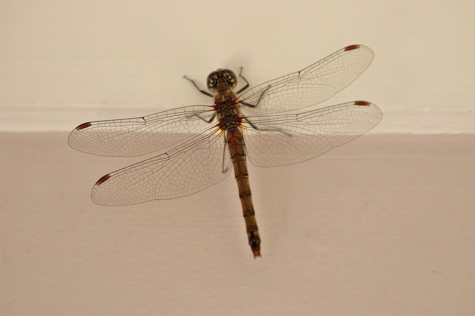 Abington Naturewatch: Common Darter