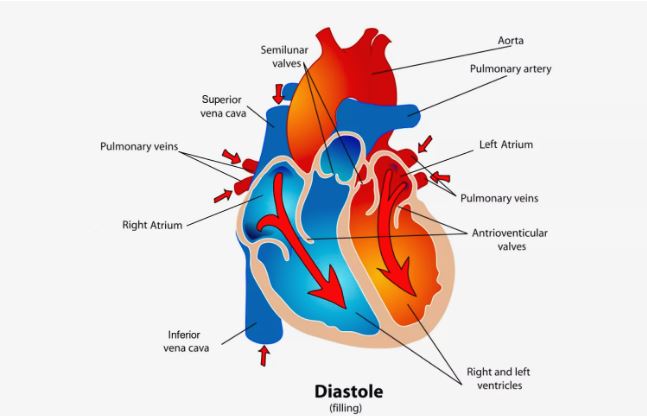 Siklus Jantung Pada Manusia - Sekolah007