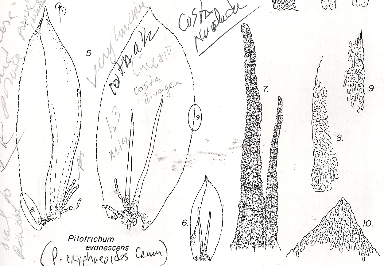 PLANT FAMILIES OF PUERTO RICO AND FLORIDA PAPO VIVES: Pleurocarpos ...