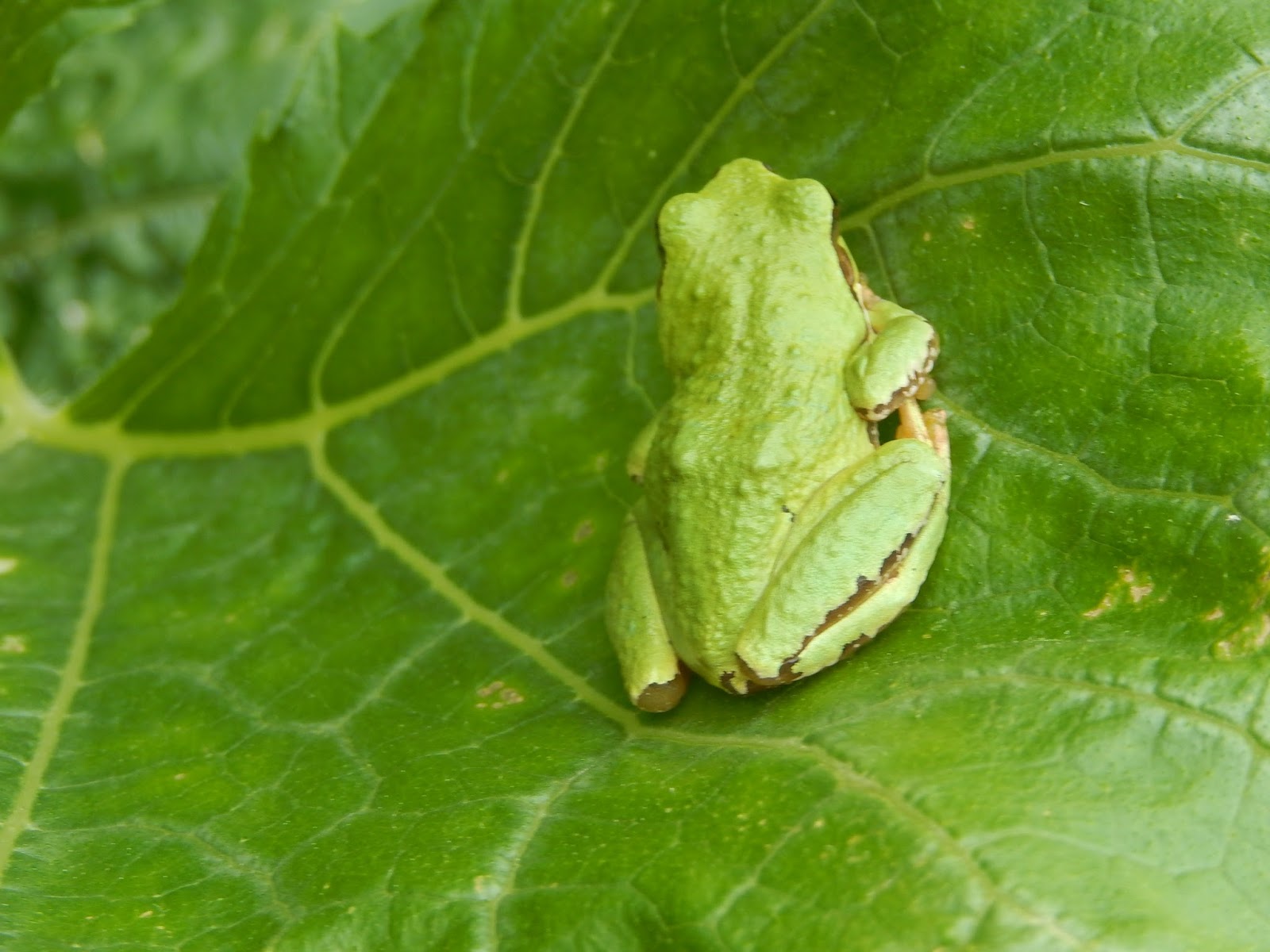 Powell River Books Blog: Coastal BC Reptiles: Pacific Chorus Frog