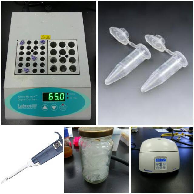 IBG 102 - LAB REPORT: LAB 6 : EXTRACTION AND MEASUREMENT OF PLASMID DNA ...