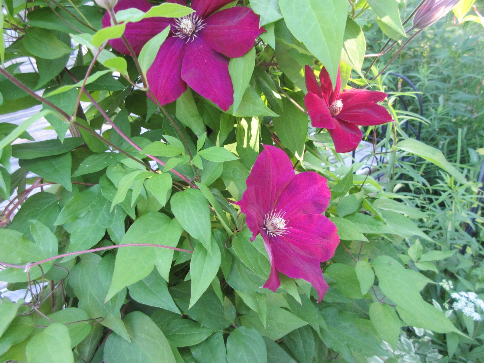 Marlene's Space: Early Summer Flowers