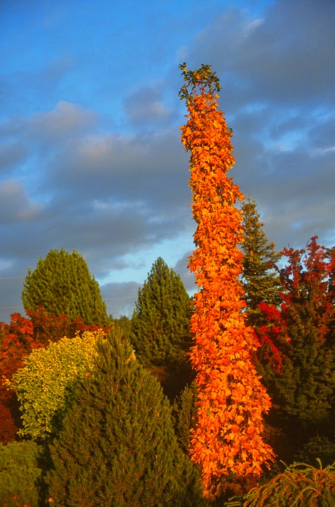 Acer.saccharum. 'Temple's upright' | Plant nursery, Unique trees ...