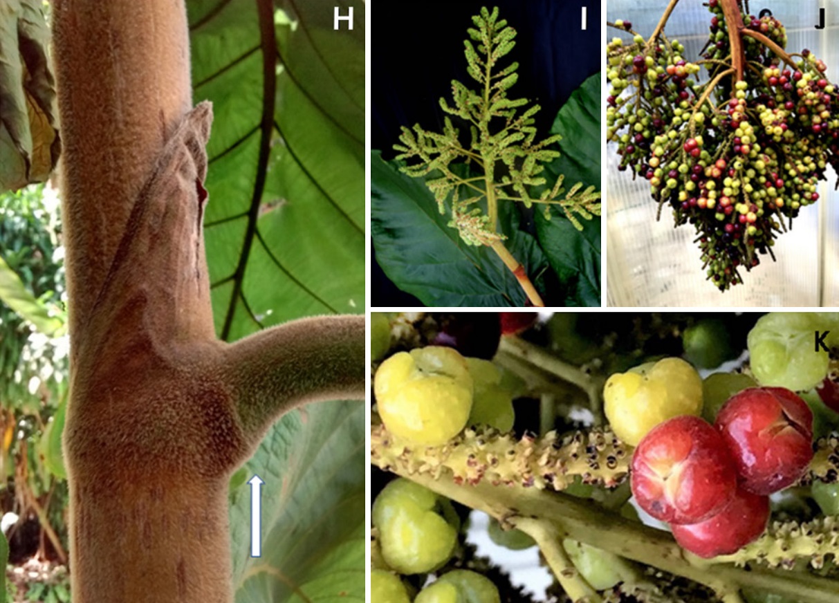 Species New to Science: [Botany • 2019] Coccoloba gigantifolia ...