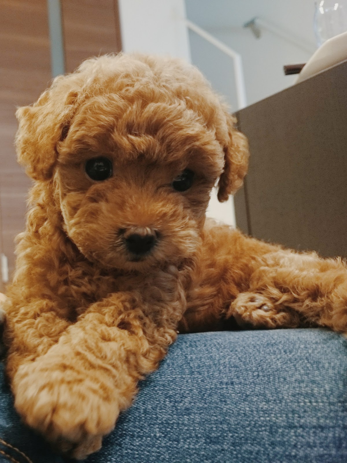 Kaori Square Feet: The Afternoon with the Sweetest Dog Ever