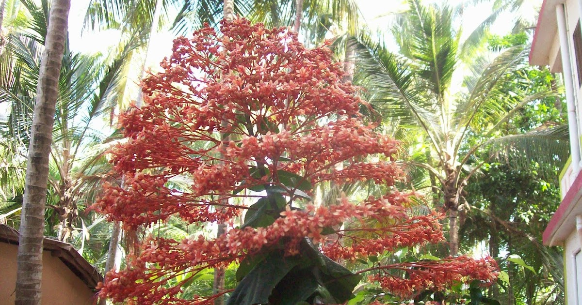 gardentropics: Flowers of the Rainforest