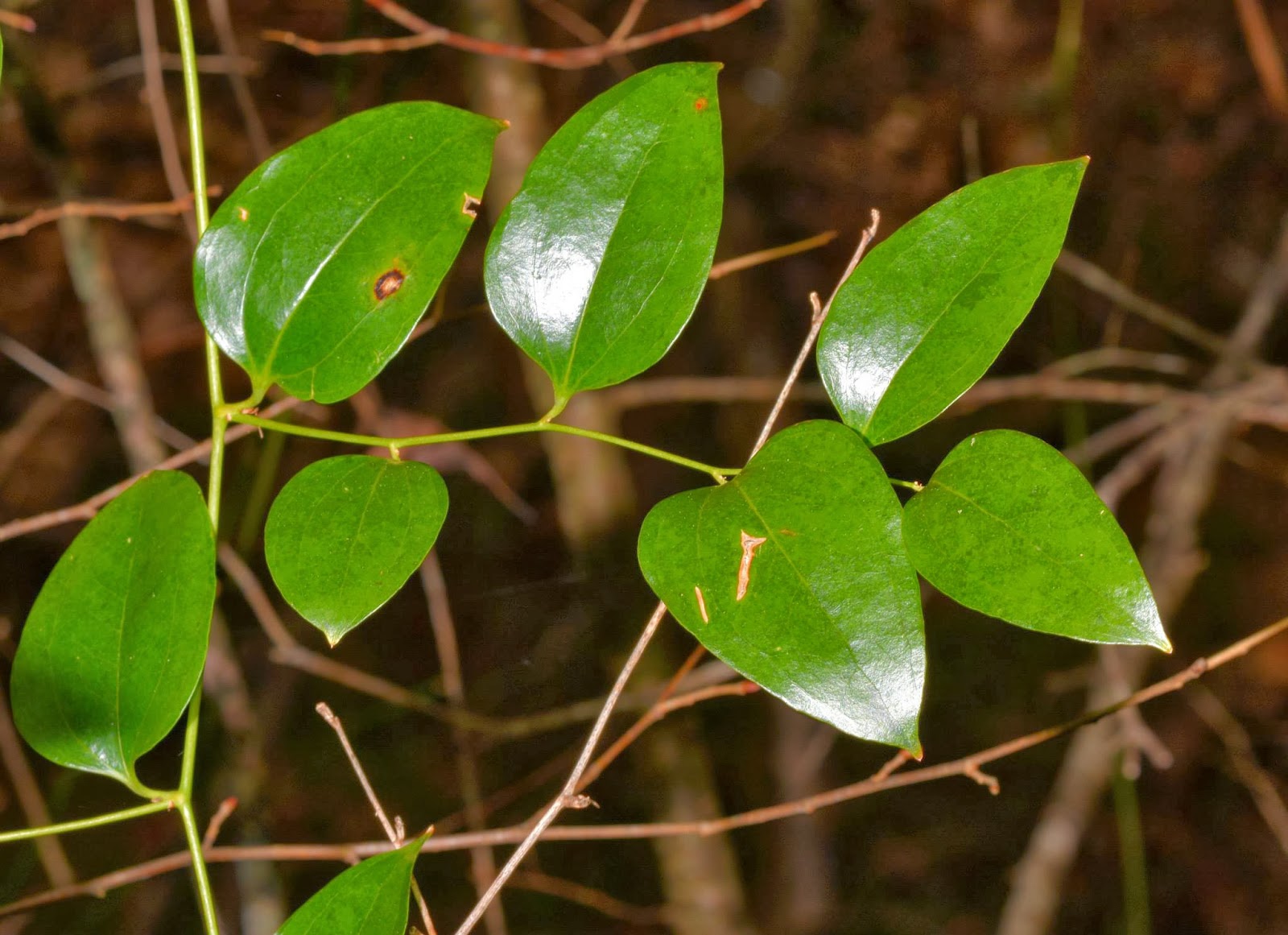 Nature Ramblers: February 20 2014 Ramble Report