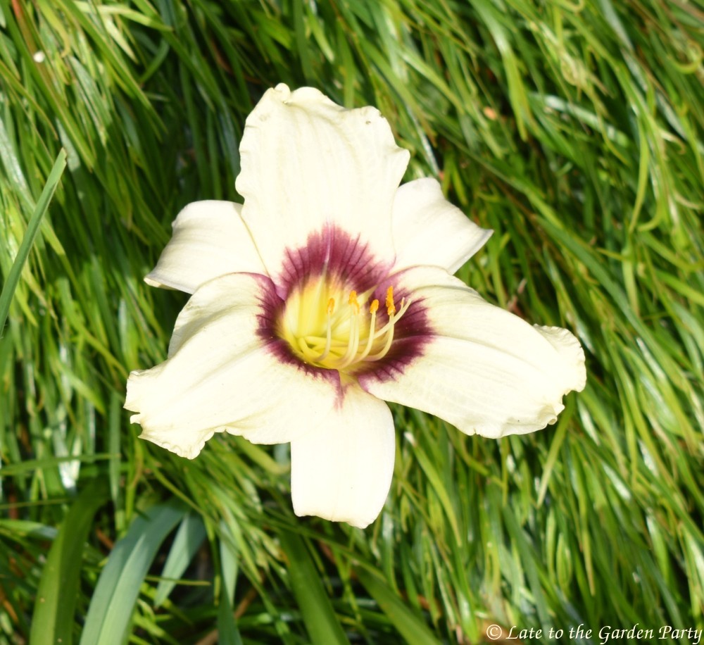 Pandoras Box Daylily