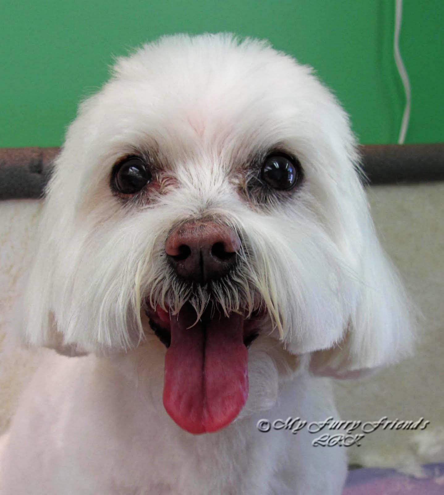 Pet Grooming: The Good, The Bad, & The Furry: Tuesday's Tip # 21 ...