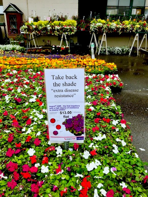 Zone Five and a Half: Imara Impatiens Review 2019