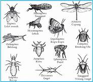 Serangga: jenis-jenis serangga beserta gambarnya