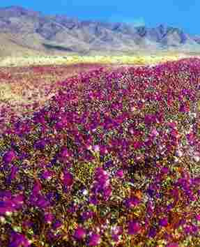 GEOGRAFIA DE CHILE: Norte Chico.