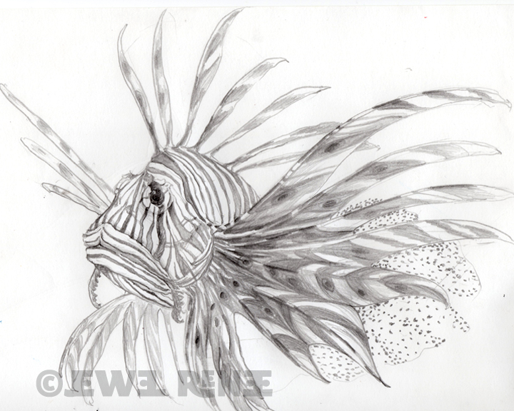 Jewel Renee Illustration: Lionfish Pencil Drawing