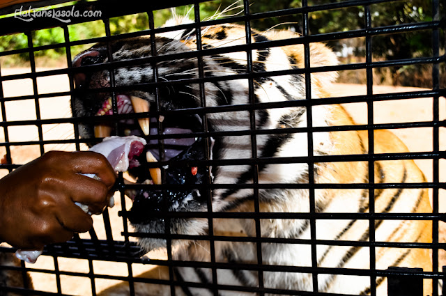 Elal Lasola Travel & Photography: Subic | Zoobic Safari