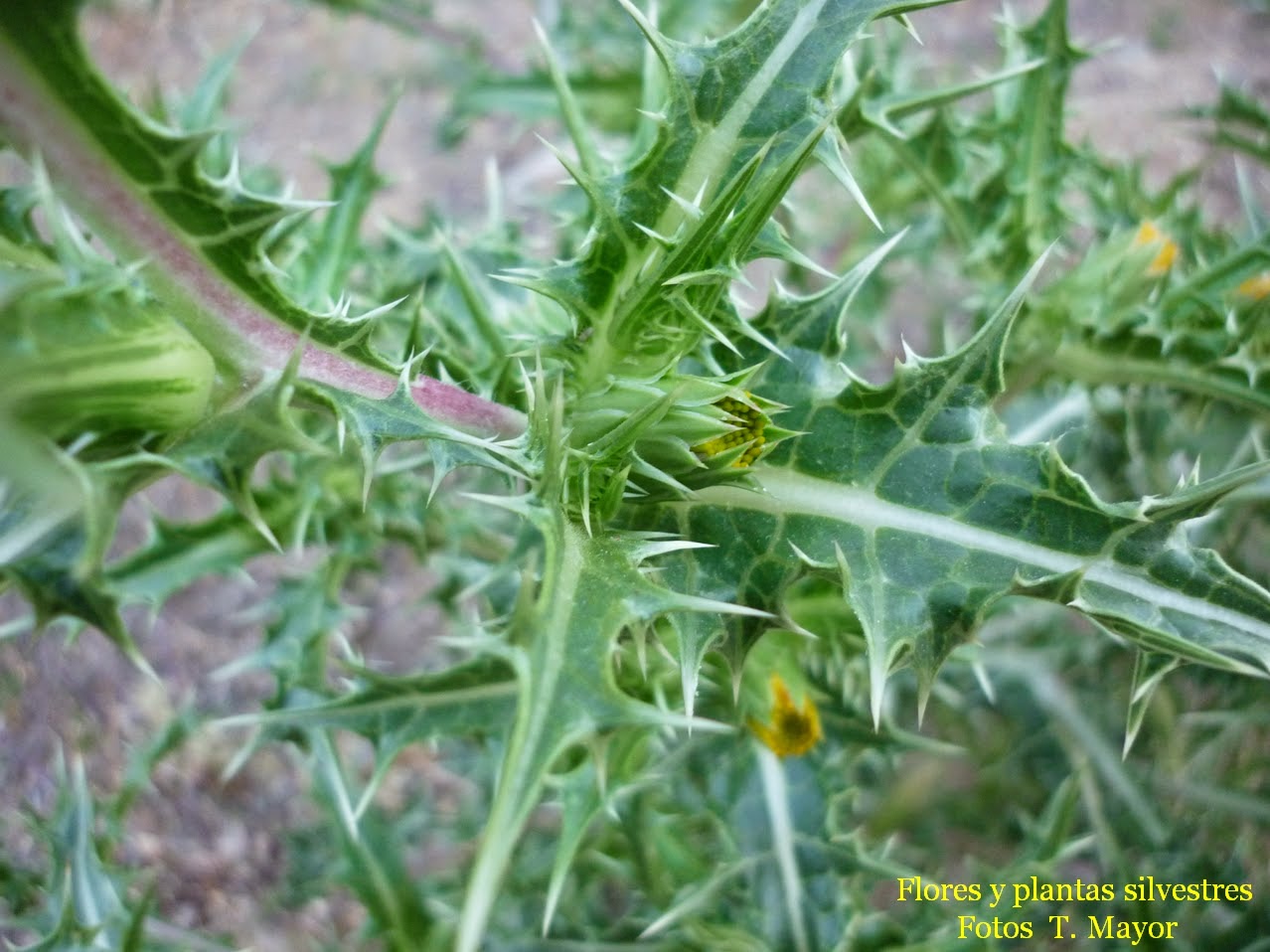 Flores y plantas silvestres: " Scolymus hispanicus ". Cardillo, Cardo ...
