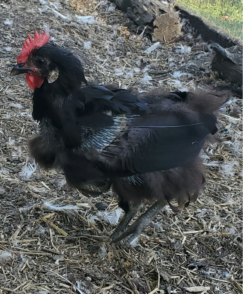 What Is Molting in Backyard Chickens? - Fresh Eggs Daily® with Lisa Steele