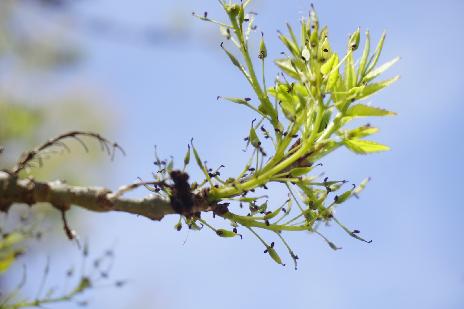 Plantas de Huerta Otea, Salamanca: Fresno común, fresno de hoja ancha ...