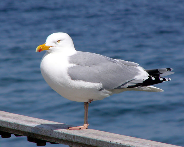 Top 15 White Birds in the World