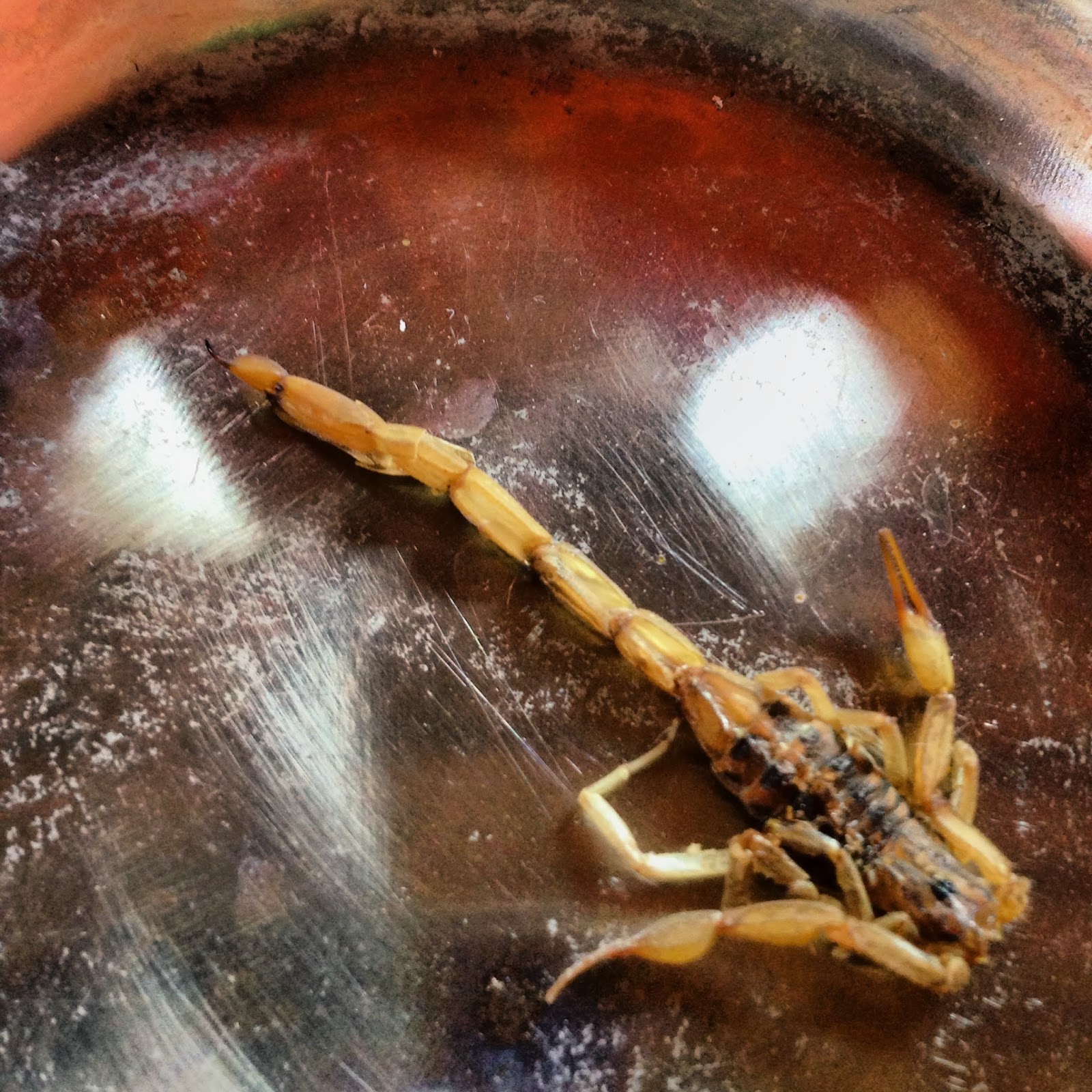 Puro Albur, güerito!: Te voy a dar tu nochebuena, y otros albures ...