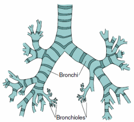 The Respiratory System: Bronchial Replacement in the Respiratory System