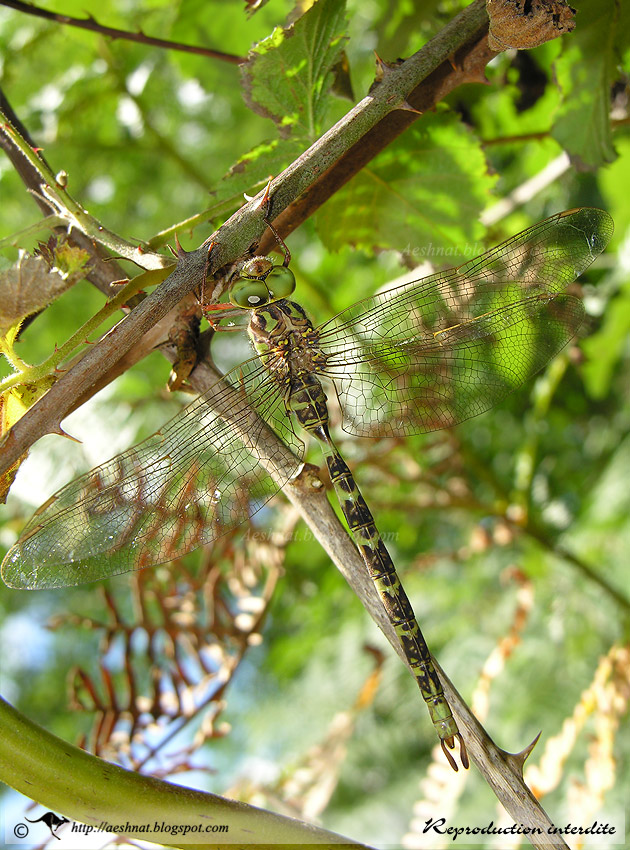 Libellules de France et dAilleurs - DRAGONFLY WORLD: Boyeria irene, un ...