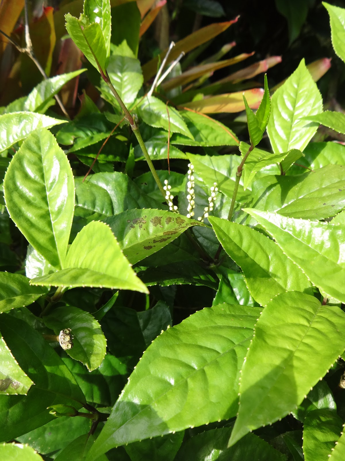 Herbs from Distant Lands: Chloranthus erectus - Yasinha, Yu Zi Lan ...