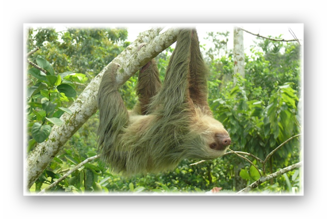 Top 10 Lists: Top 10 Most Amazing Animals in the World.