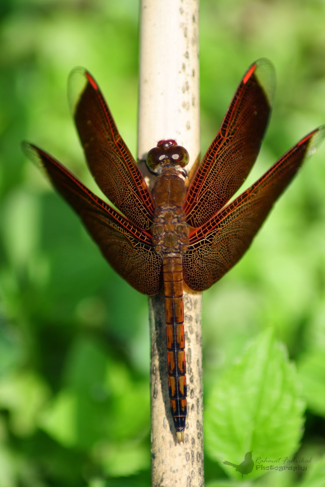 WildLife Photography