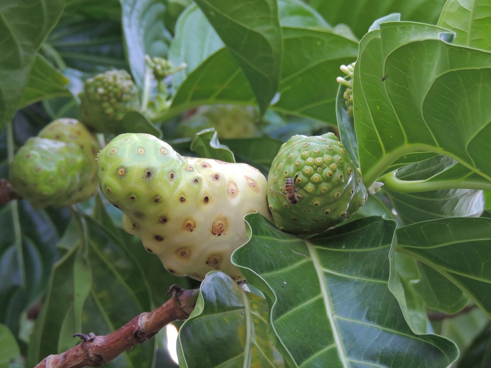Guadeloupe - Fruits & Légumes
