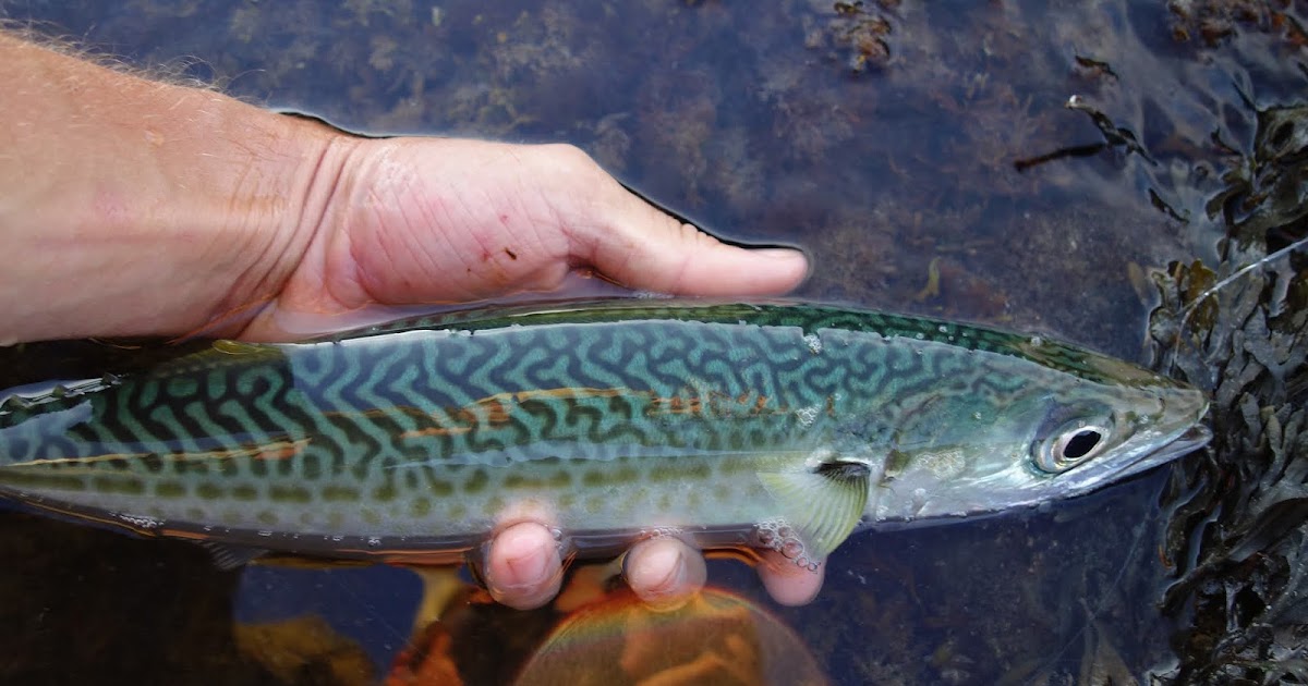 Connecticut Fly Angler: Scomber Colias From the Rocks