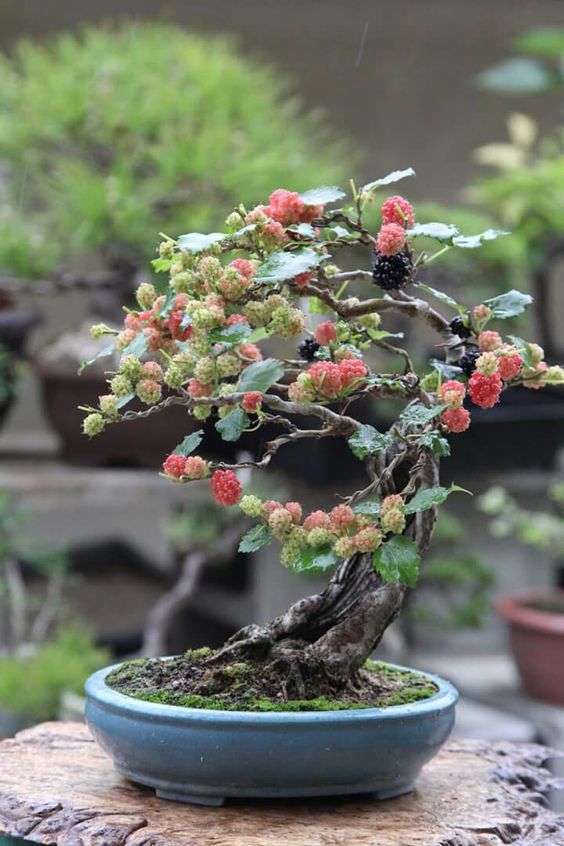 60 My Favorite Beautiful list of Trees for Bonsai [pics] - Our World Stuff