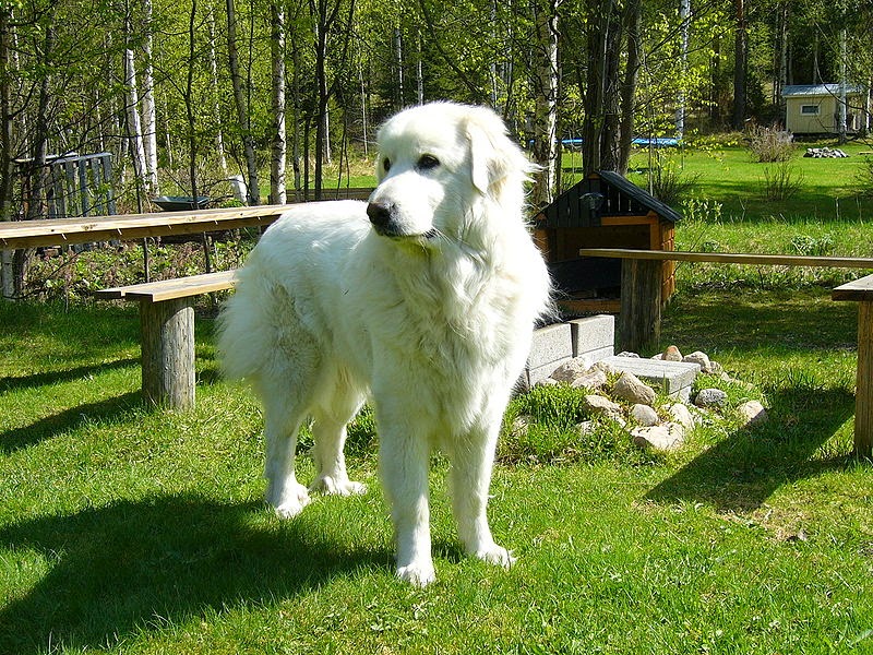 Regency tales: Le Patou, the Great Pyrenees Sheepdog