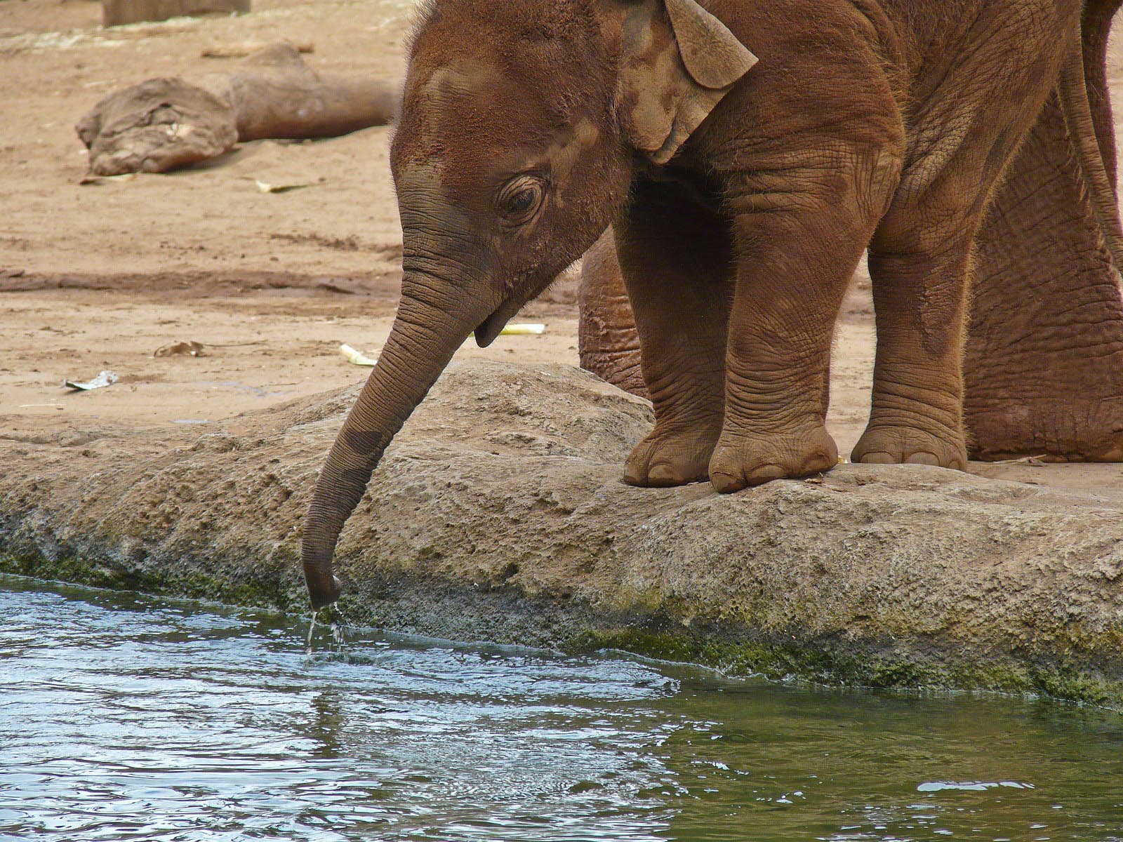 Olifanten Achtergronden