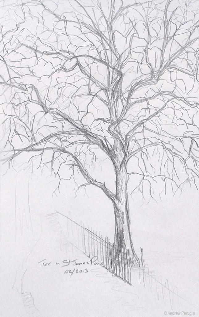 Andrew Perugia Artworks: Drawings: OCA Part 3: Drawing Trees I ...