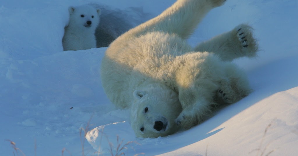 Geração Polar Portugal: Urso polar inspira coca-cola . campanha