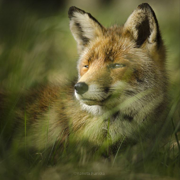 Oh, by the way...: Foxes by Konsta Punkka