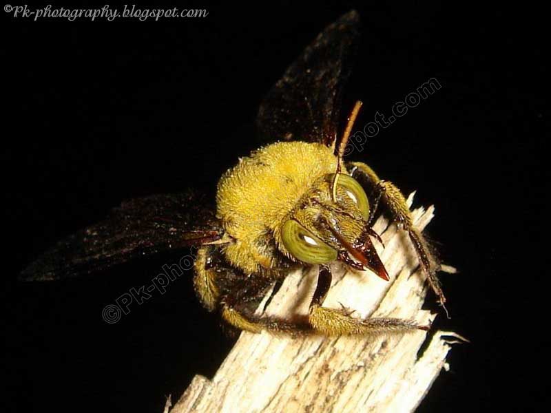 Teddy Bear Bee | Nature, Cultural, and Travel Photography Blog