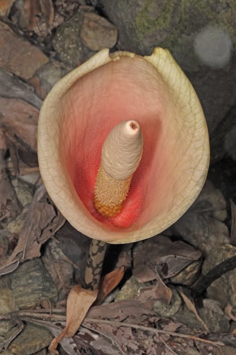 BunyipCo: November 2011