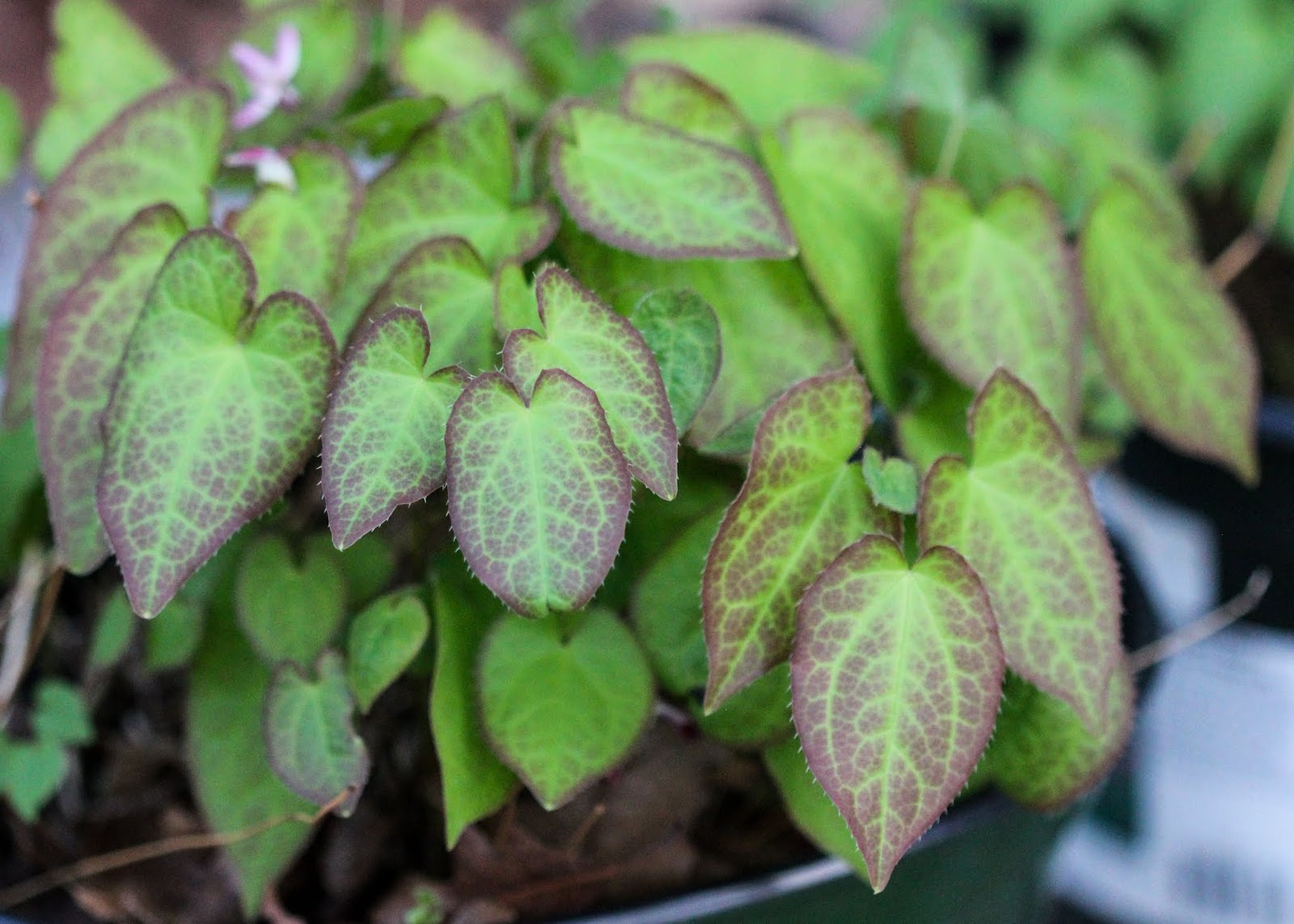 Red House Garden: A Month of Epimediums