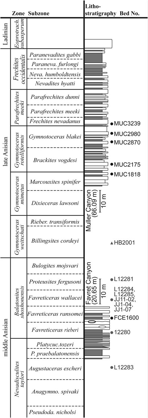 Sciency Thoughts: Ptychites embreei: A new species of Ptychitid ...