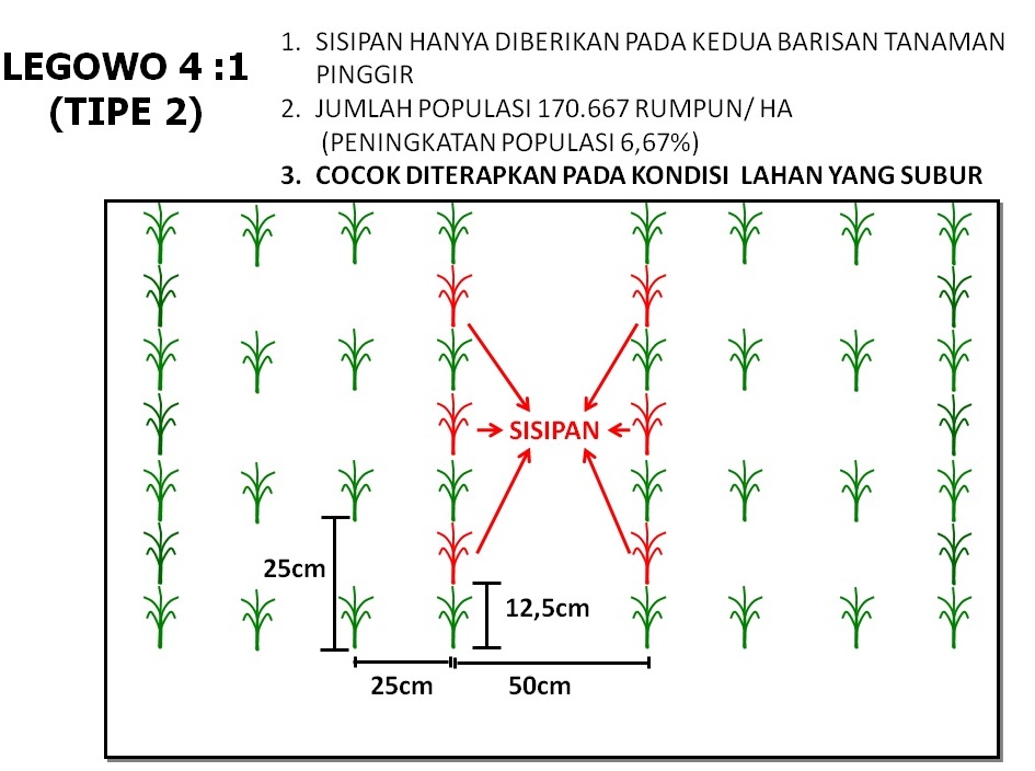 CARA BERCOCOK TANAM PADI DENGAN SISTEM JAJAR LEGOWO - pemuda tani