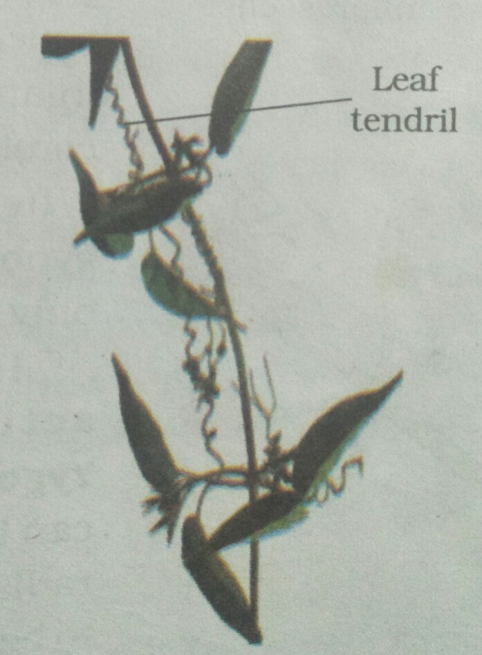 Morphology of Flowering Plants Class 11 Science Notes Download in PDF-3 ...