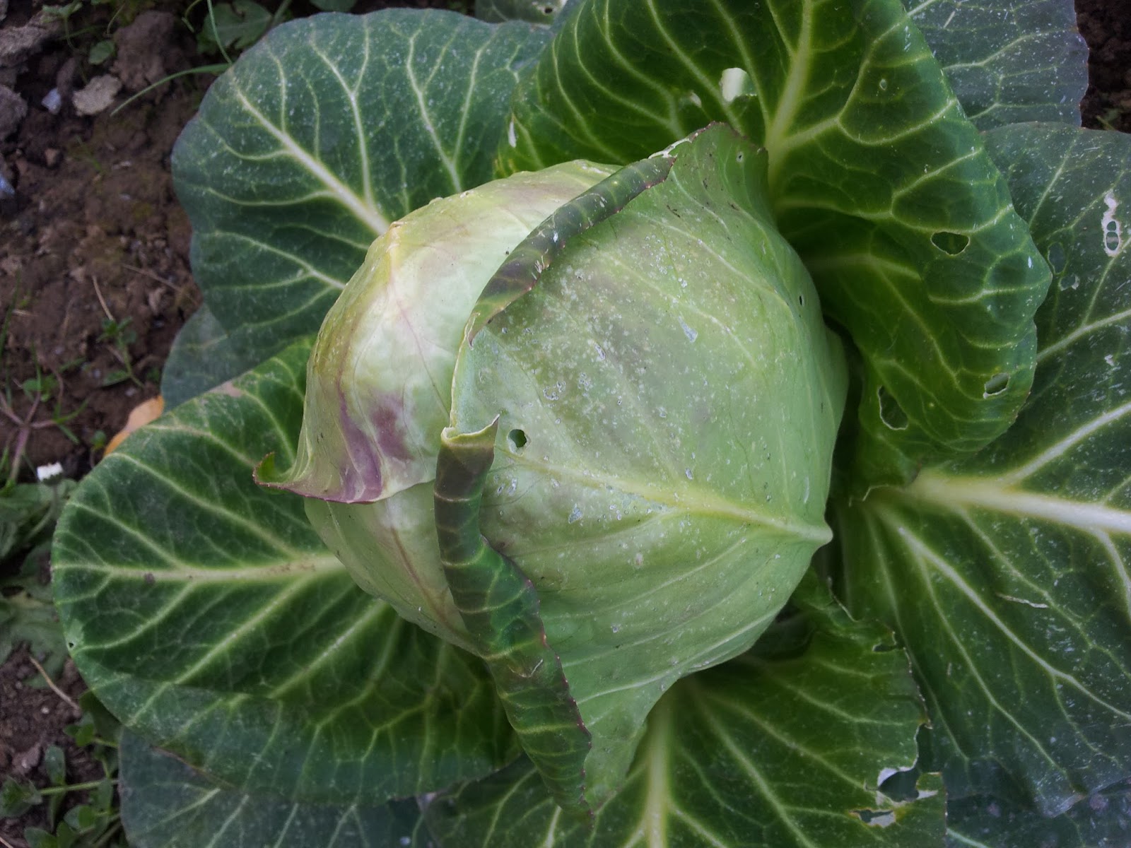 El huerto todo el año: REPOLLO