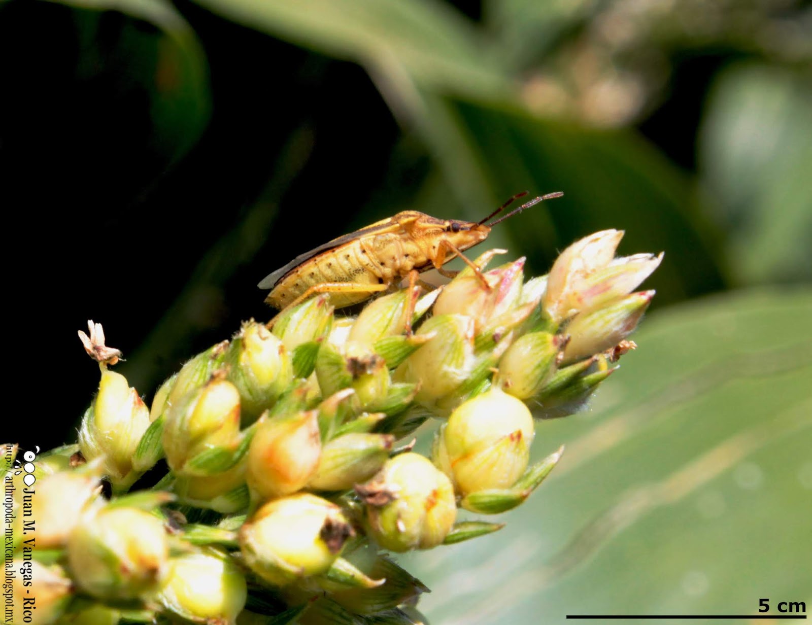 Limón Naturaleza interno chinche cafe del sorgo Surtido de lucha