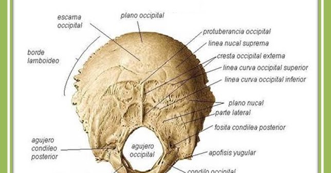 J. Yoncon - Anatomía humana con orientación clínica: Huesos del cráneo ...