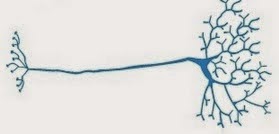 Macam-Macam Jenis Neuron Serta Fungsinya